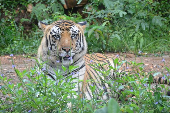 Shimoga Tourism, Hill Station, Falls, Travel Places