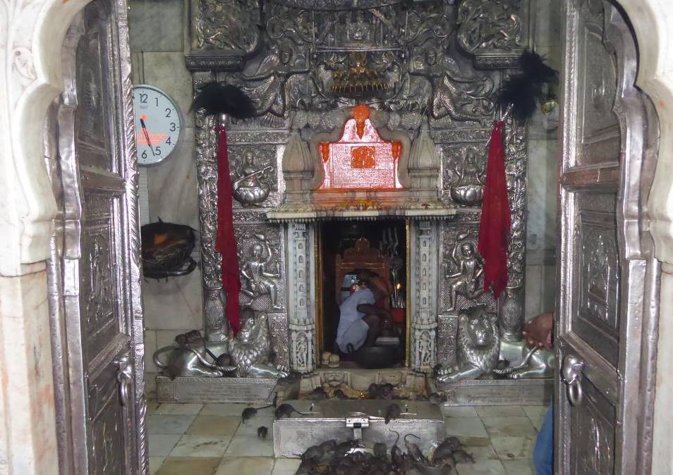 Karni Mata Rats Temple Bikaner, History, Timings, Importance