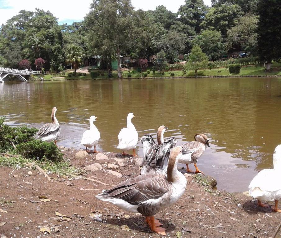 Ward's Lake Shillong Meghalaya, Timings, Entry Fee, History