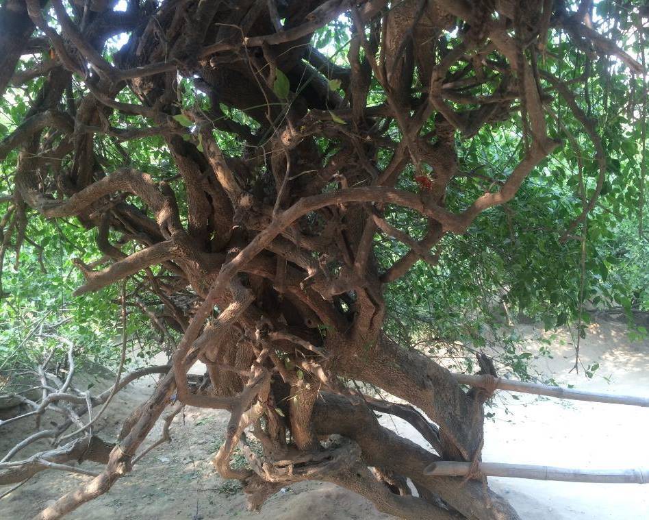 Nidhivan Temple Vrindavan, Timings, History, Mystery, Photos