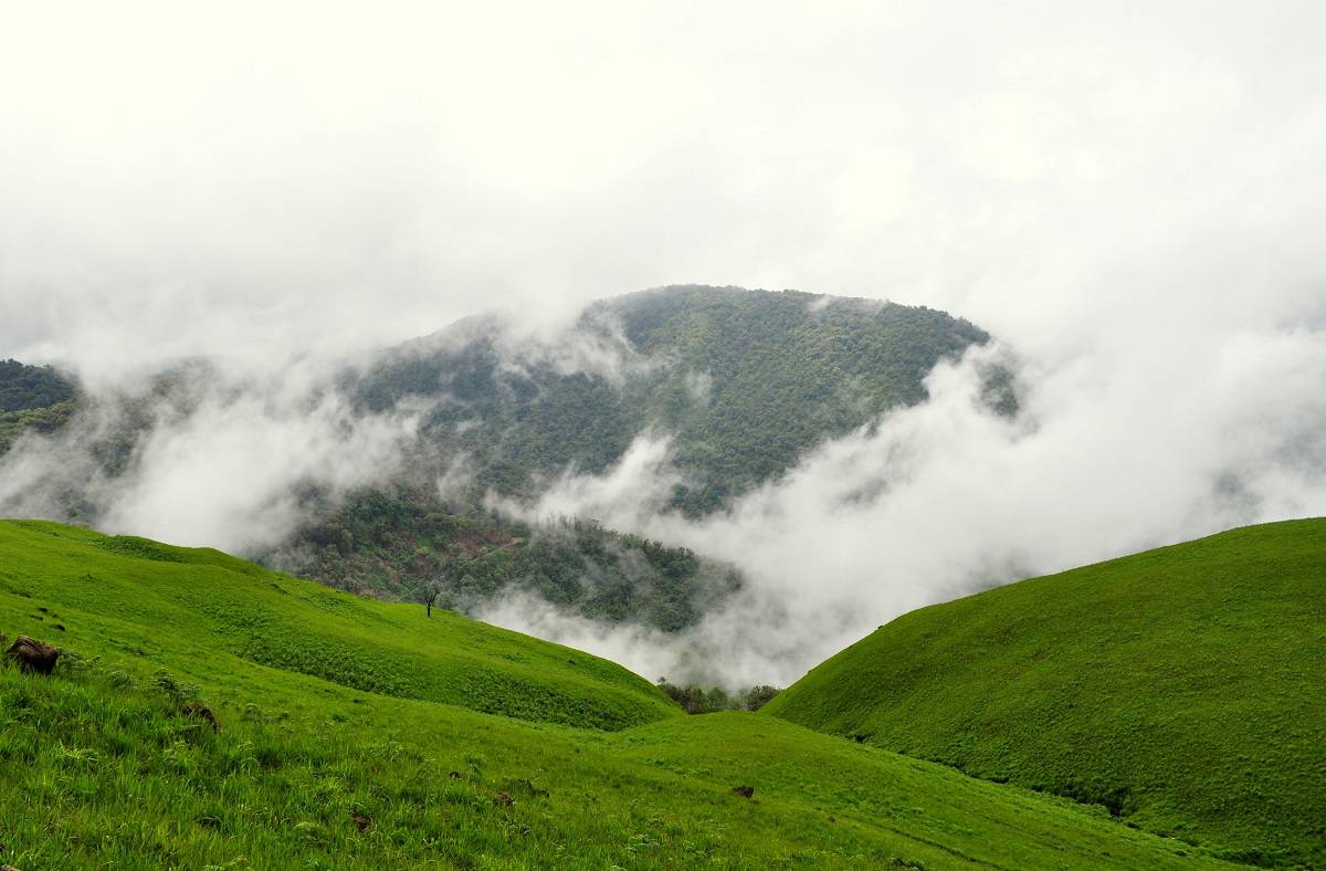 Shirui Kashung (Kashong) Ukhrul, Siroy Lily Flowers, Peak & Hill Station