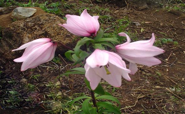 Shirui Kashung (Kashong) Ukhrul, Siroy Lily Flowers, Peak & Hill Station