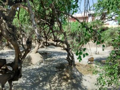 Nidhivan Temple Vrindavan, Timings, History, Mystery, Photos