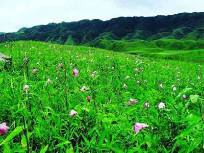 Shirui Kashung (Kashong) Ukhrul, Siroy Lily Flowers, Peak & Hill Station
