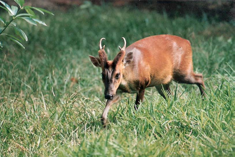 Koyna Wildlife Sanctuary Maharashtra, Timings, Guide, Entrance