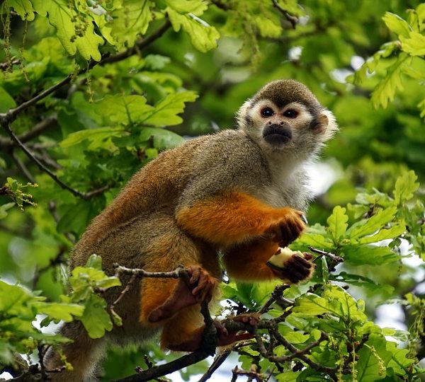 Koyna Wildlife Sanctuary Maharashtra, Timings, Guide, Entrance