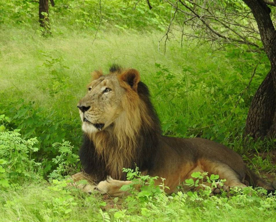 Gir National Park and Wildlife Sanctuary Gujarat, Asiatic Lion, Entry