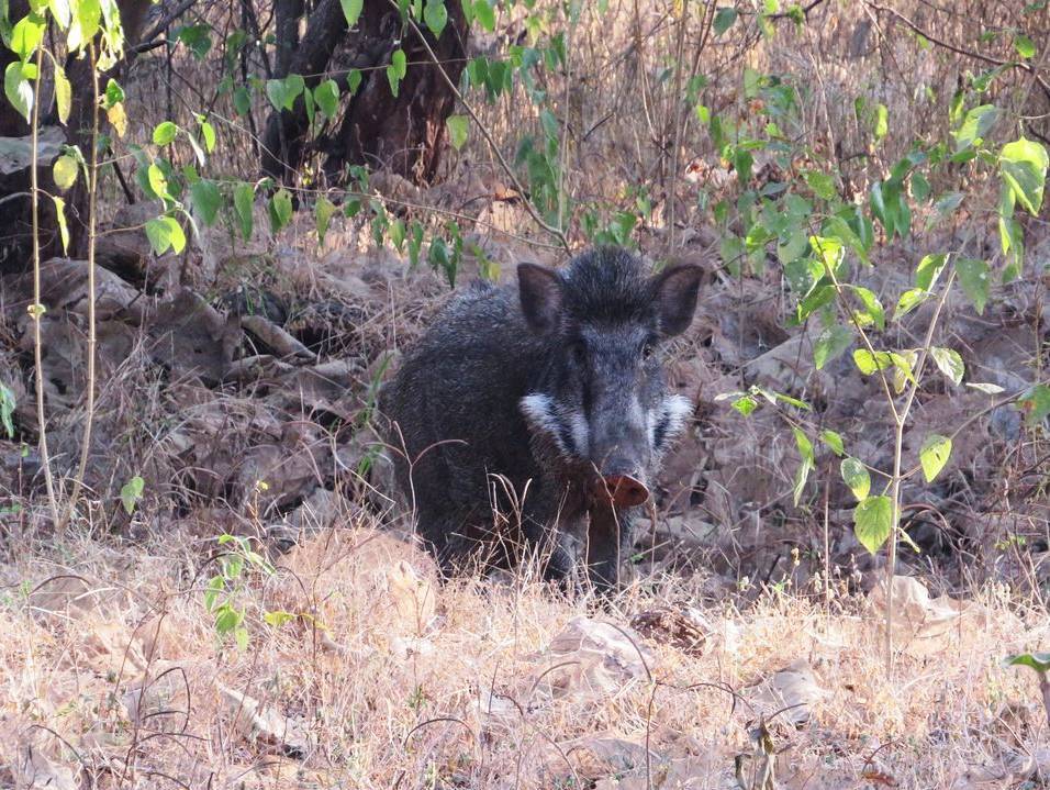 Gir National Park and Wildlife Sanctuary Gujarat, Asiatic Lion, Entry