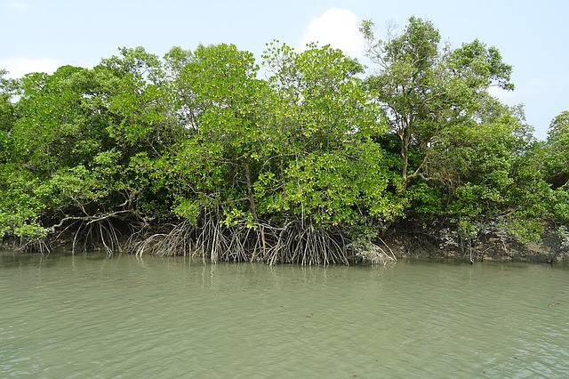 Sunderbans National Park Tourism, Boating, Info & Entry Fee