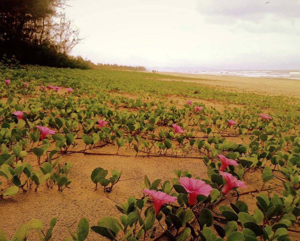 Varca Beach Goa, Tourist Attractions & Activities, Things to do