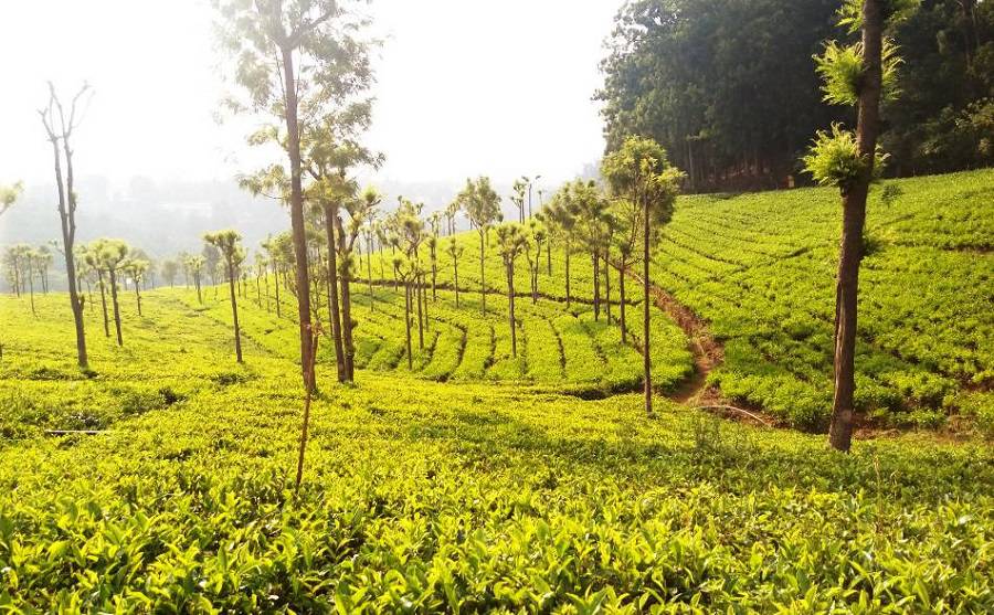 Coonoor Tourist Attractions & Activities, Images, Things to do