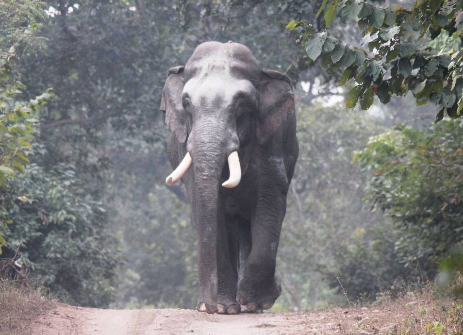 Jim Corbett National Park, Entry, Bengal Tiger, Best Time to Visit
