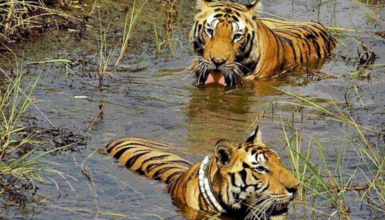 Manas National Park, Heritage, Timings, Information, Entry Fee