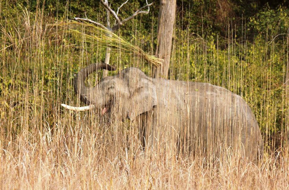 Rajaji National Park Uttarakhand, History, Timings, Entry fees, Wildlife