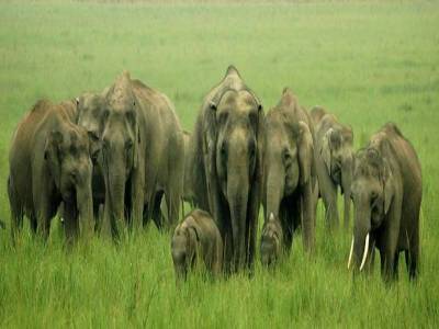 Rajaji National Park Uttarakhand, History, Timings, Entry fees, Wildlife