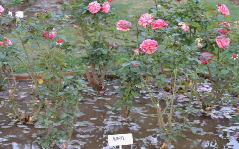 Rose Garden Chandigarh, Timings, History, Tourist Activities, Entry