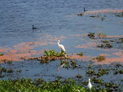 River Island Majuli, Tourist Attractions, History, Things to do