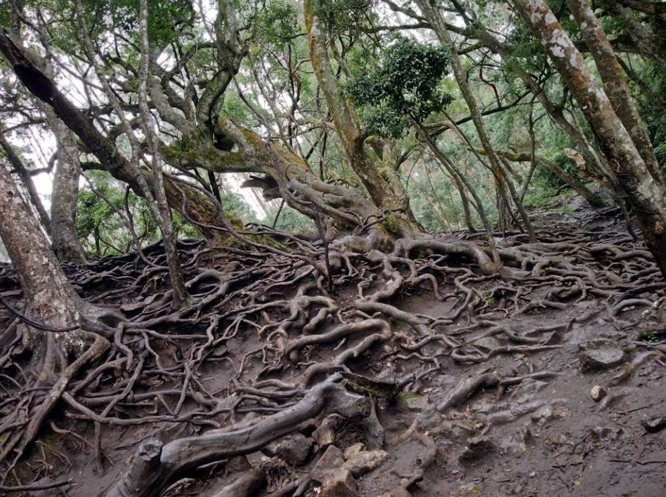 Guna Caves Kodaikanal, History, Timings, Entry Fee, Images