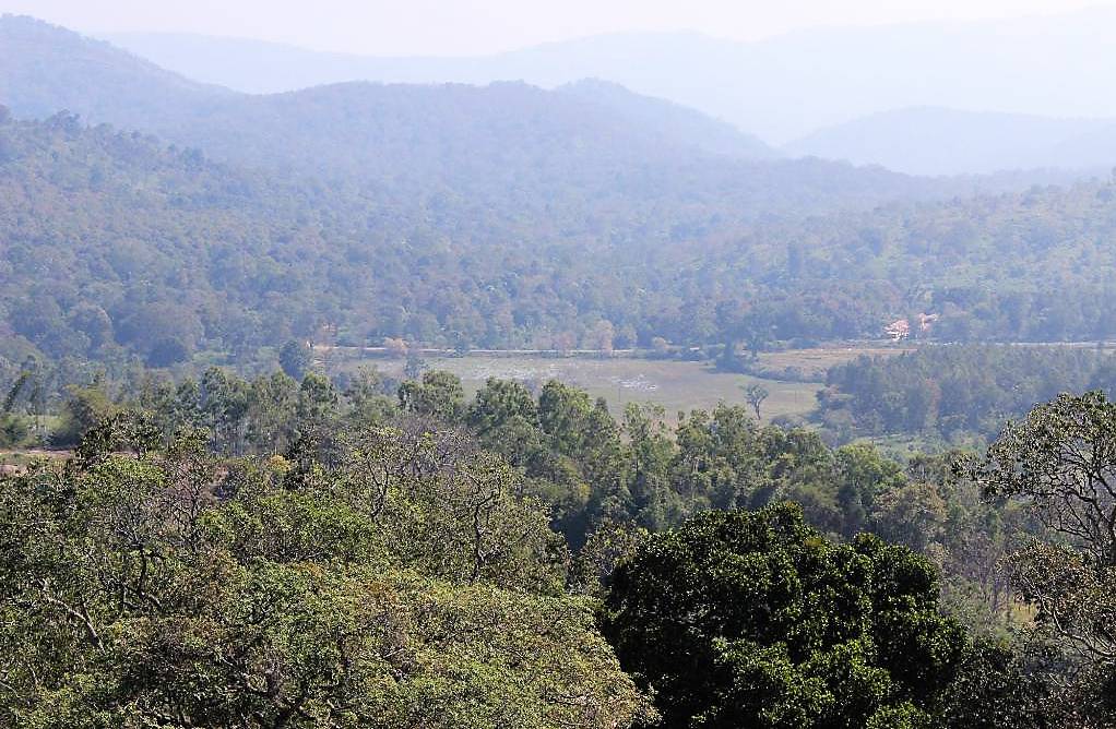 Biligiri Rangaswamy Temple, Information, Timings & Photos