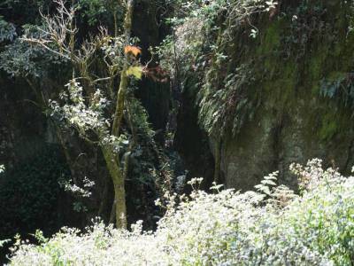Guna Caves Kodaikanal, History, Timings, Entry Fee, Images