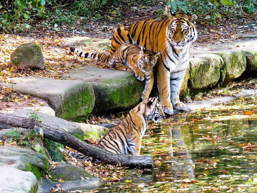 Sariska National Park Alwar, Entry Fee, Project Tiger & Safari