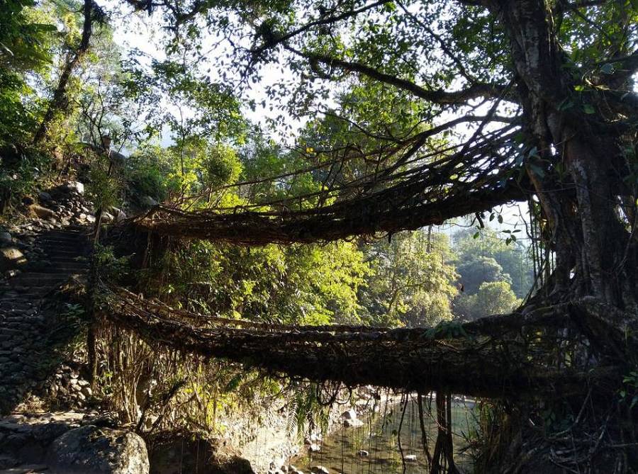 Living Root Bridge Cherrapunji, Entry Fee, Tourist Attraction