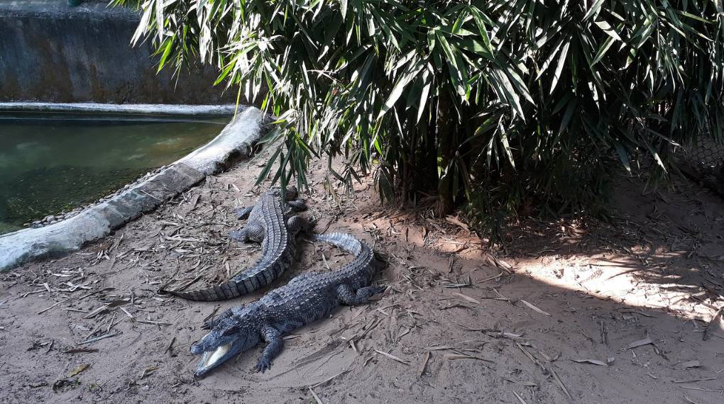 Nandankanan Zoological Park Bhubaneswar, Timings, Entry