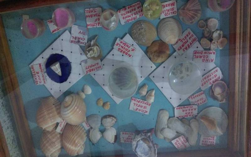 Sea Shell Museum Diu, Timings, History, Information, Entry Fee