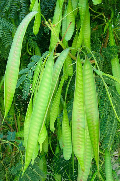 Acacia Catechu, Importance, Benefits, Facts & Information