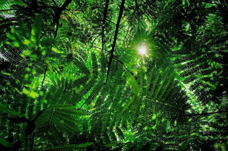 Acacia Catechu, Importance, Benefits, Facts & Information