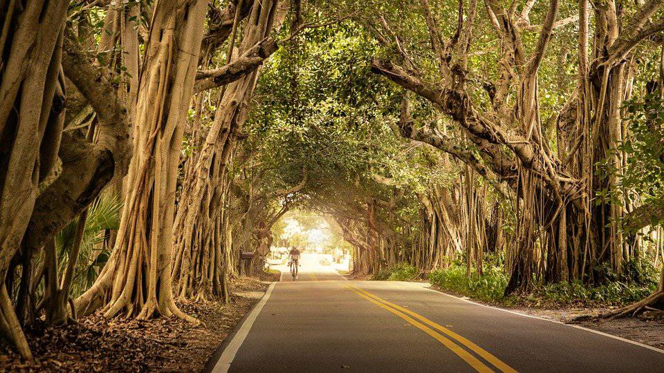 Banyan Tree, Theology, Benefits, Uses & Information