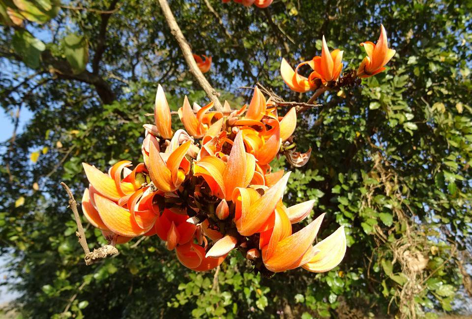 Butea Monosperma, Usage, Benefits & Information