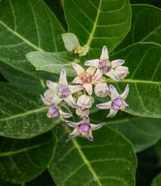 Calotropis Procera Plant, Uses, Benefits & Information