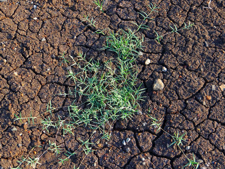 Cynodon Dactylon Grass, Importance, Uses, Information