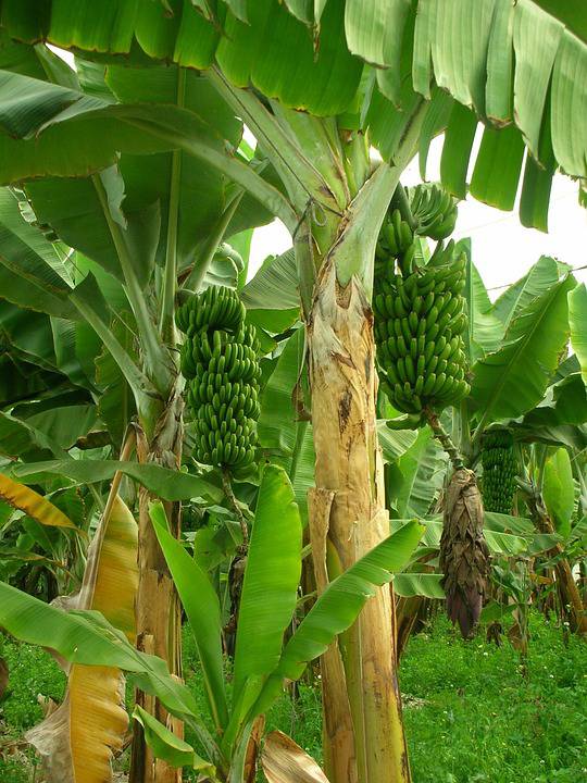 Banana Tree, History, Facts & Species | Kadali Phalam