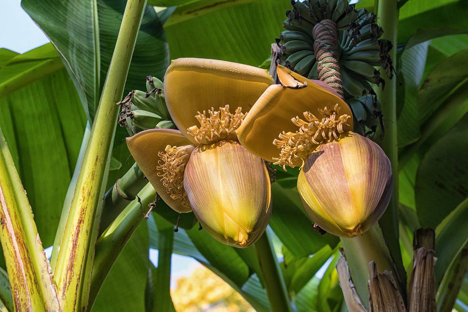 Banana Tree, History, Facts & Species | Kadali Phalam