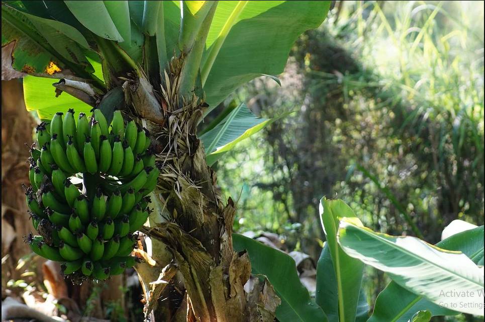 Banana Tree, History, Facts & Species | Kadali Phalam