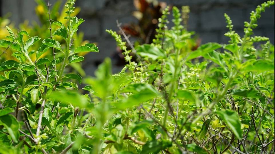 Tulsi Plant, Uses & Religious Significance | Holy Basil