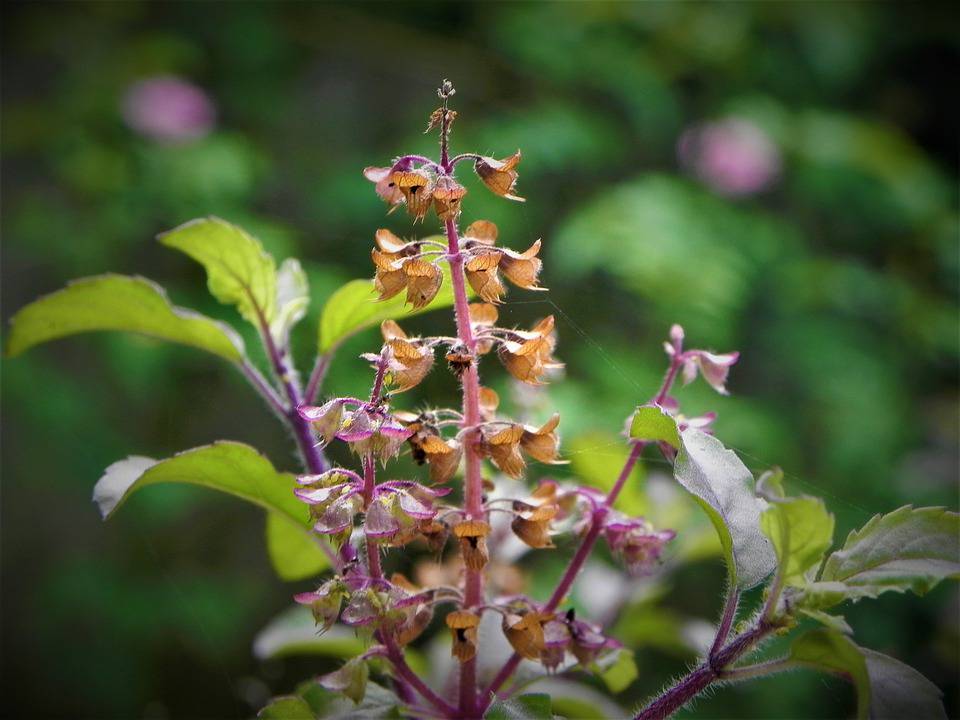 Tulsi Plant, Uses & Religious Significance | Holy Basil