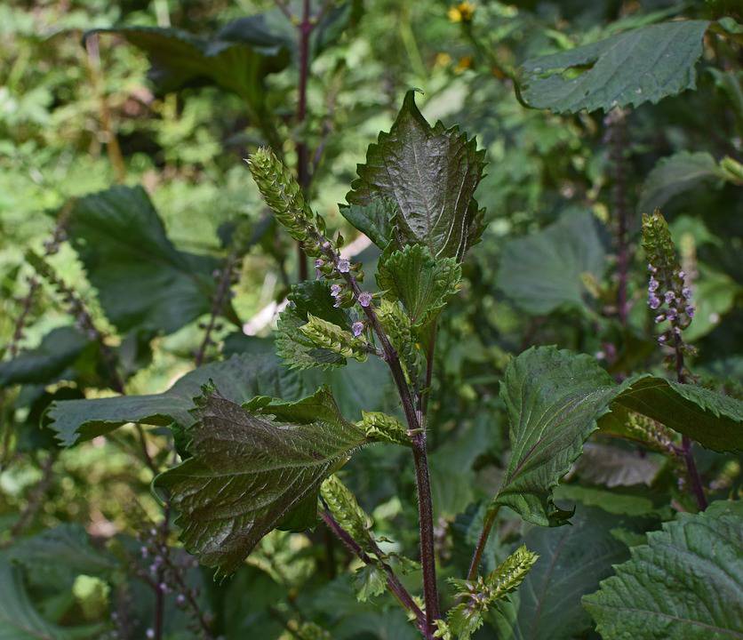 Tulsi Plant, Uses & Religious Significance | Holy Basil