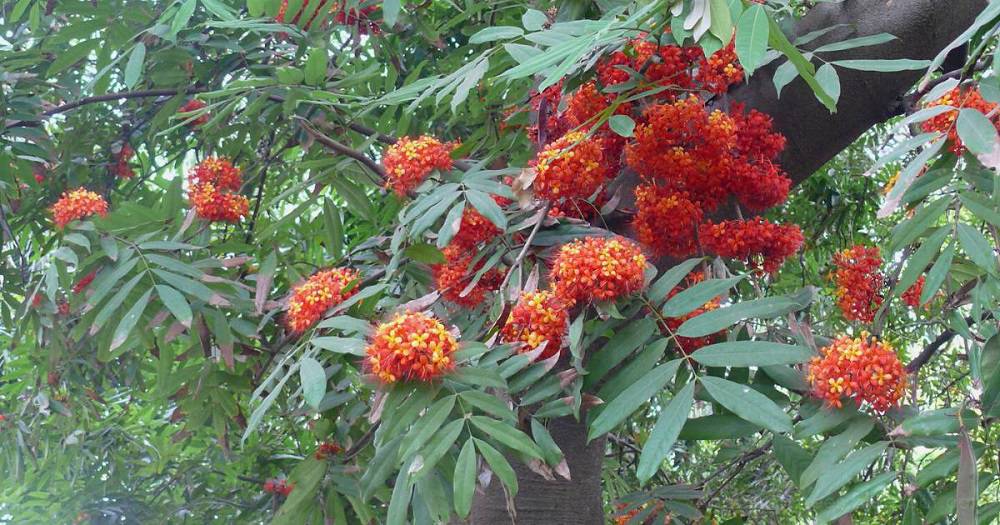 Saraca Asoca, Description, Uses, Religious Significance