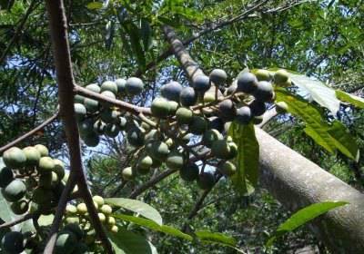 Rudraksha Tree, Religious Significance, Uses & Seeds