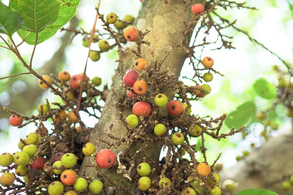 Ficus Racemosa (Gular Tree), Health Benefits & Uses
