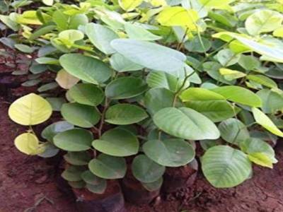 How Many Types Of Chandan Tree