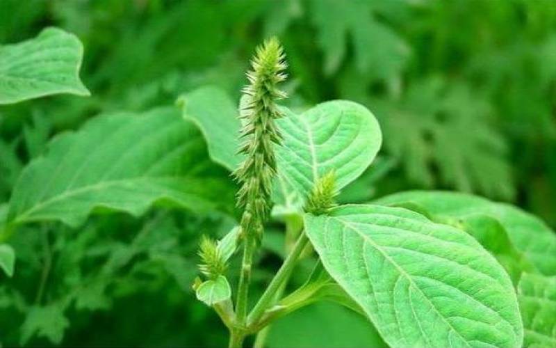 Achyranthes Aspera Plant, Benefits, Uses & Information