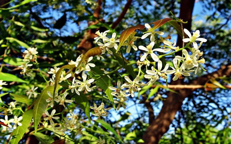 Neem Tree, Uses, Benefits & Religious Significance