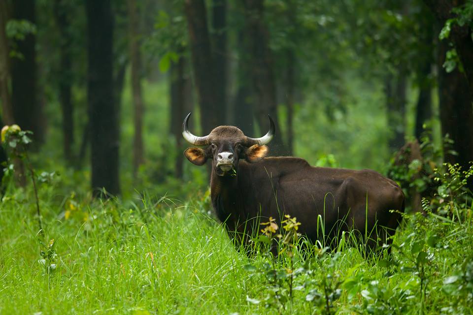 Chhattisgarh Tourism, Guide, Culture, Places to Visit