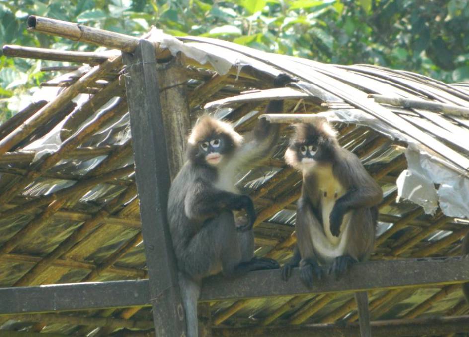 Sepahijala Wildlife Sanctuary Agartala (Tripura), timings, best time to ...