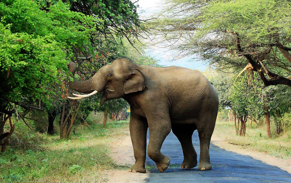 Chinnar Wildlife Sanctuary in Munnar (Idukki), trekking, accommodation ...