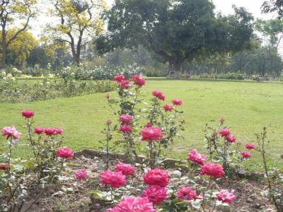 Rose Garden Chandigarh, timings, history, best time to visit, Images